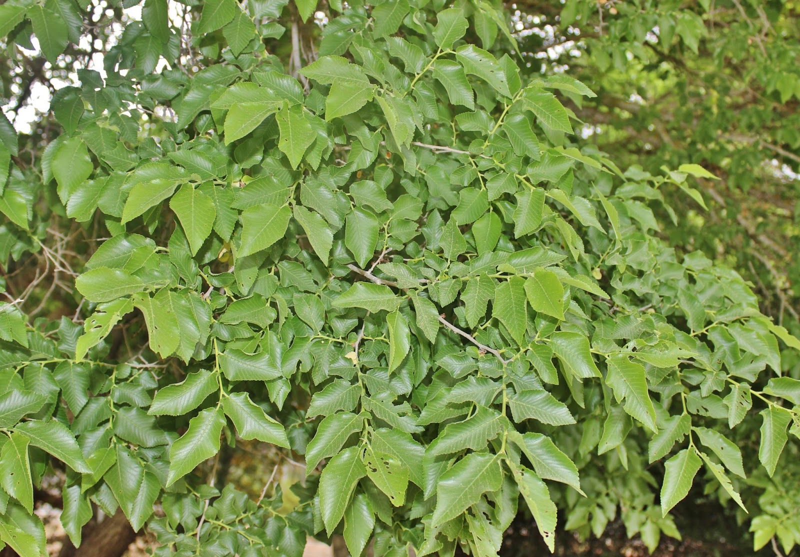 Biodiversity of Cyprus by NGO Protection of the Natural Heritage and ...