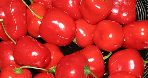 Plantas Medicinales Que Encuentras Fácil: ES RECOMENDABLE COMER EL ...