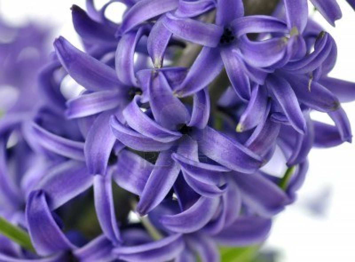 Flower Homes: Hyacinth Flowers