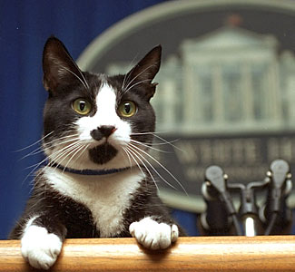 Fun Panorama: World's most famous cats