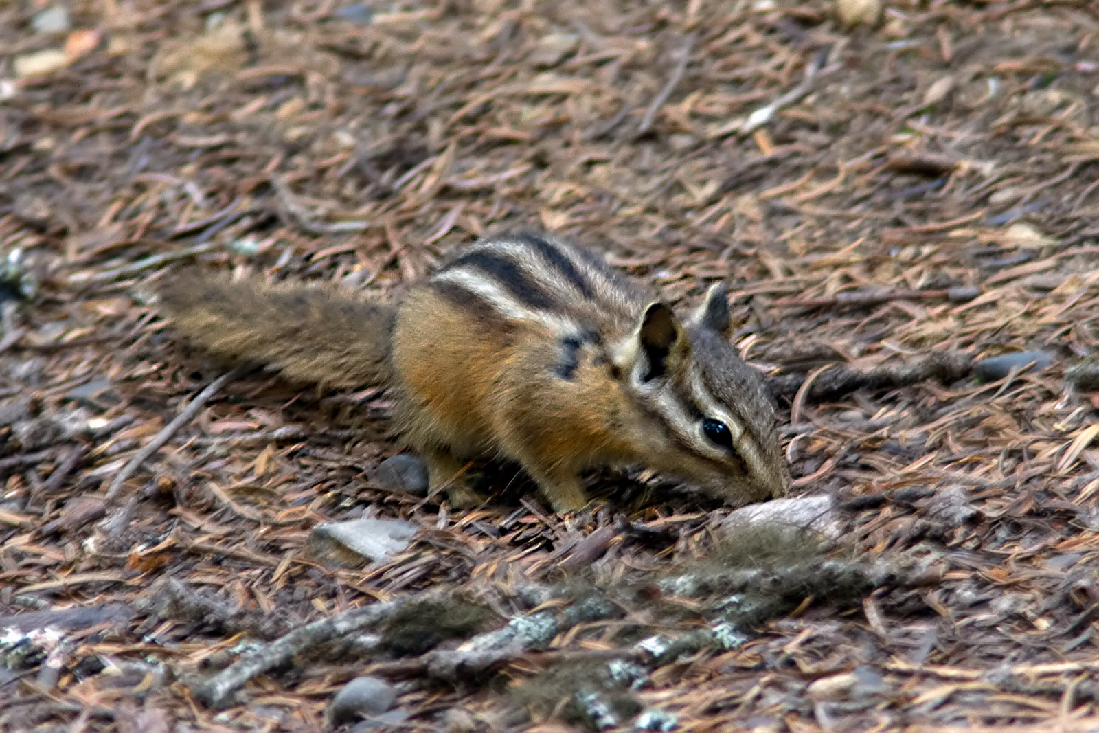 Fur & Feathers 500 - a Canada Big Year for Birds and Mammals: Third ...