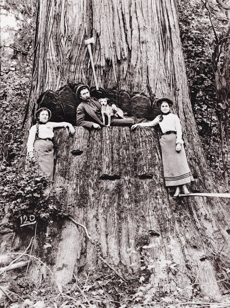 Amazing Vintage Photographs Document Logging and Lumber Activities in ...