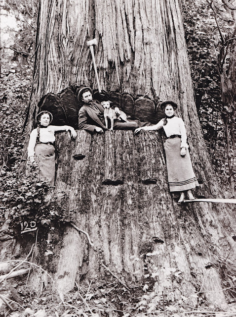 Amazing Vintage Photographs Document Logging and Lumber Activities in ...