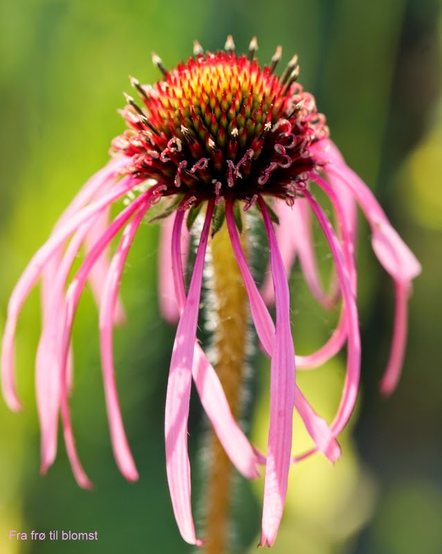 Fra frø til blomst: Purpur solhat Pallida