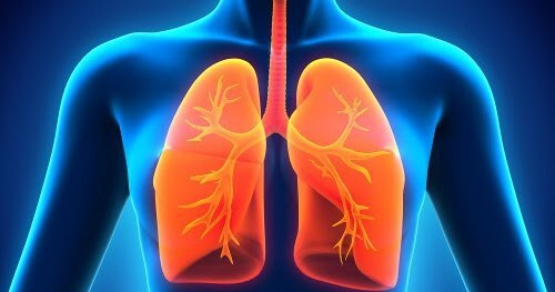 Por dentro do Mundo das Células: A nova função dos pulmões