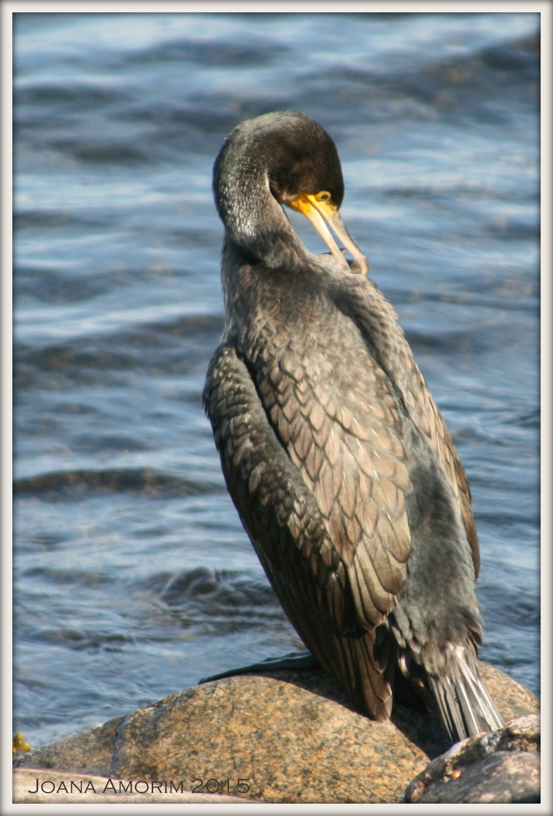Animalia zoom: Corvo Marinho de Faces Brancas - Great Cormorant ...