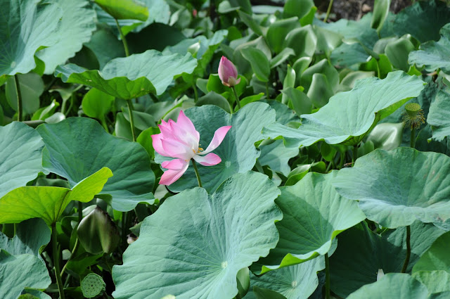 Crocodile Farm: CROCODILE FARM IN MIRI, SARAWAK