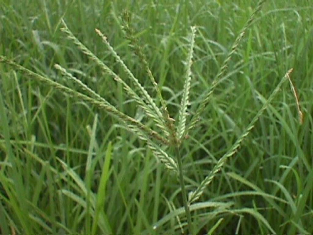 THE FILIPINO HERB Paragis/Baragis Or Goose Grass