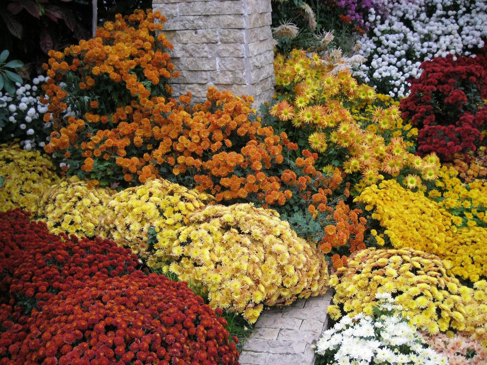 Binecuvantat esti, Doamne!: Flori de toamna Iasi noiembrie 2012