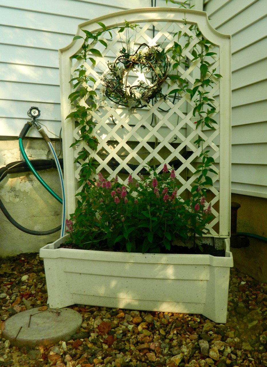 Pam's English Cottage Garden: Container Gardening