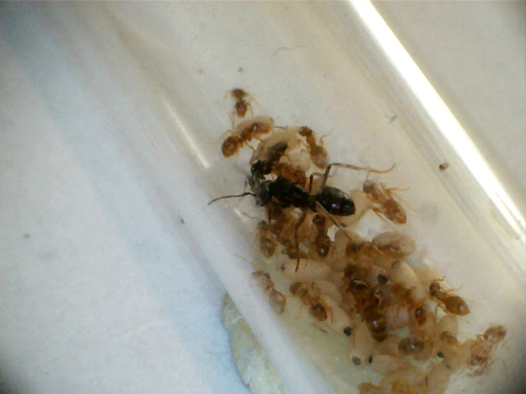 Colonies de Fourmis 91: Lasius fuliginosus et Chtonolasius sp.