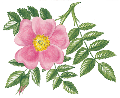 inkspired musings: Wild Prairie Rose state flower of Iowa