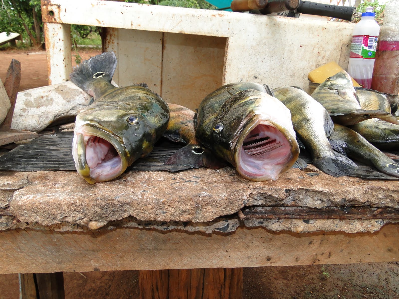 Bruno Lacerda Denucci: Tucunaré Azul