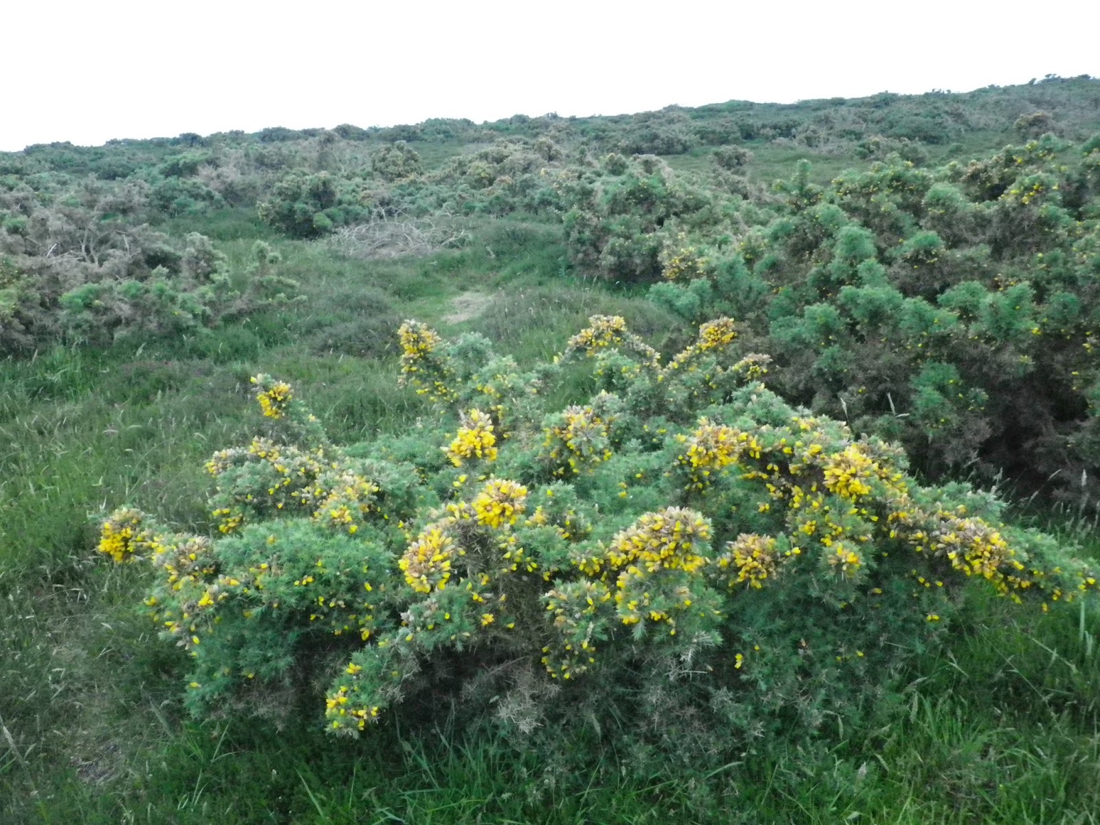 Tony's Musings: The Wild Heath