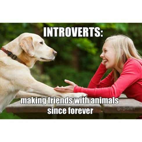 Introverts: Making friends with Animals - Introvert Memes