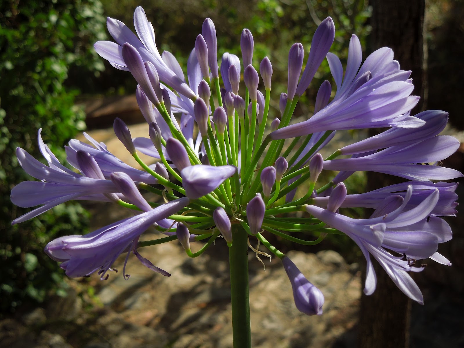 AGAPANTO II - BOTÀNIC SERRAT