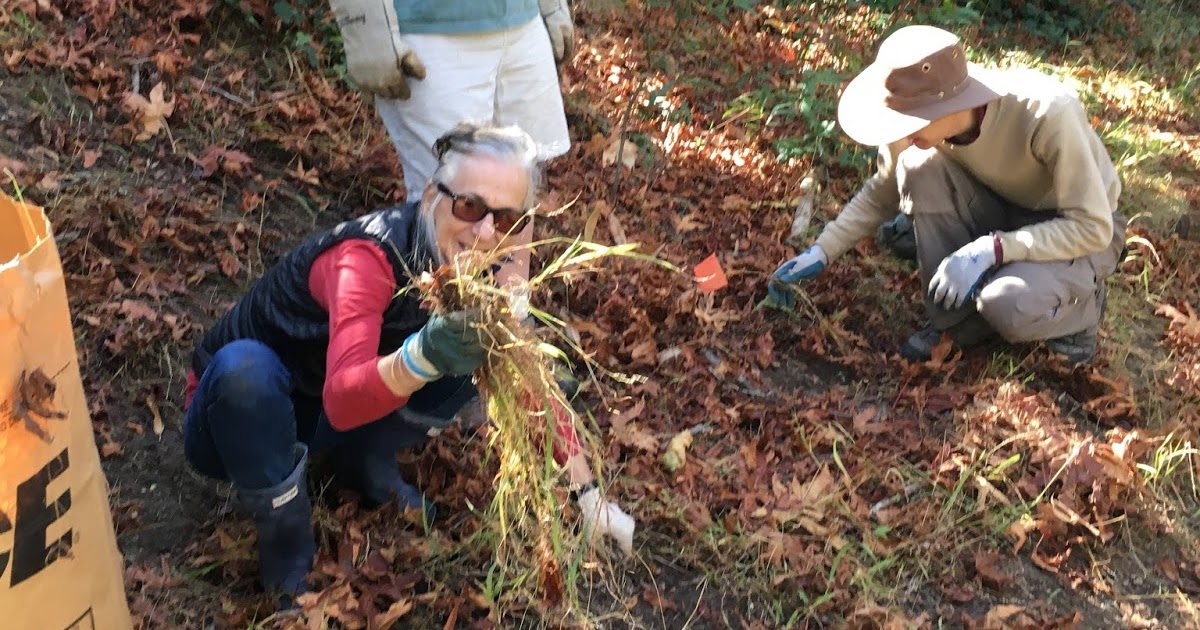 Garber Park Stewards: A Successful Fall Workday