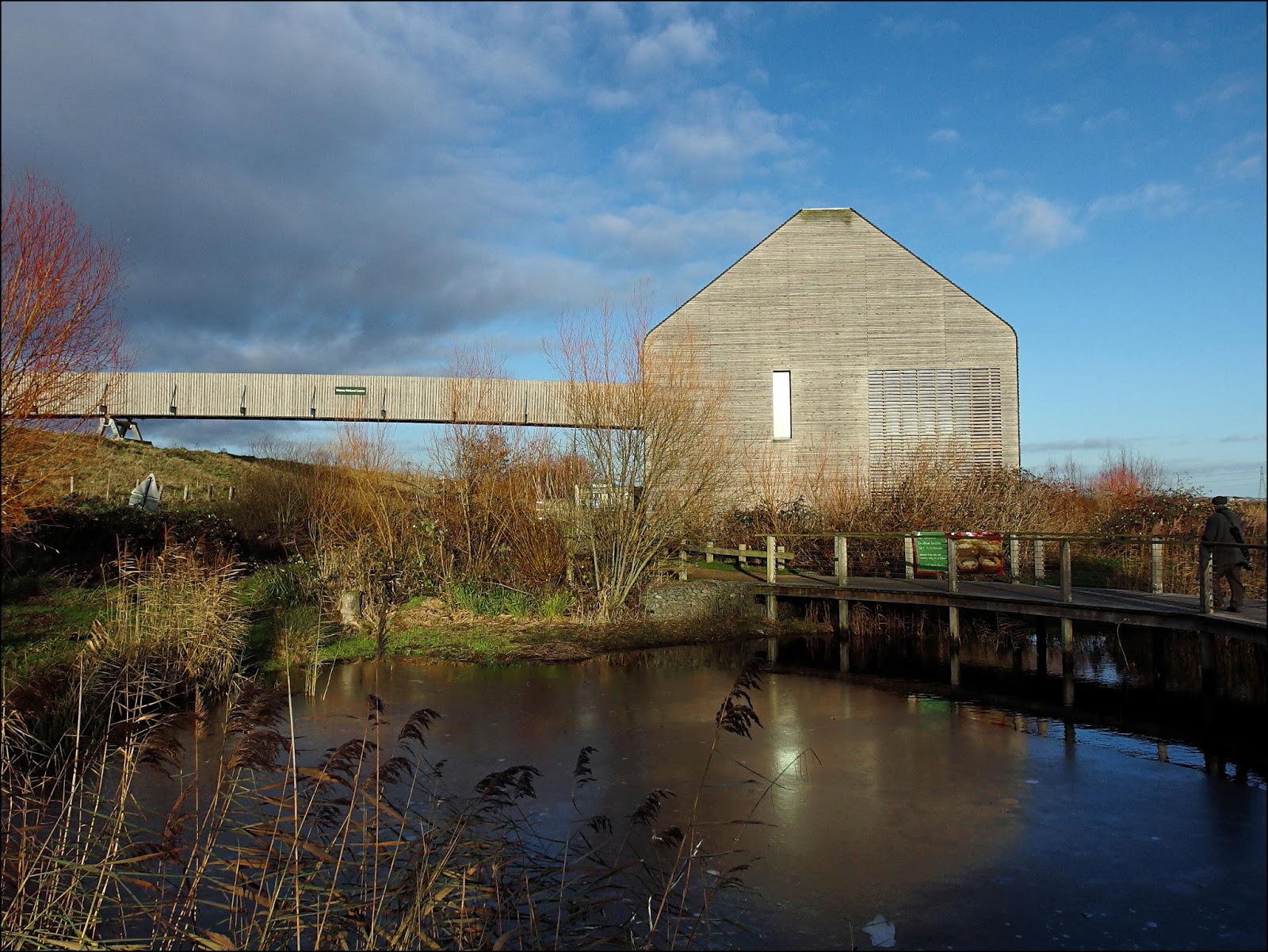 "By Stargoose And Hanglands": Winter Swans At Welney