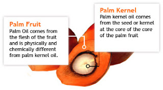 All about Palm Oil: Palm Kernel and Palm Kernel Oil