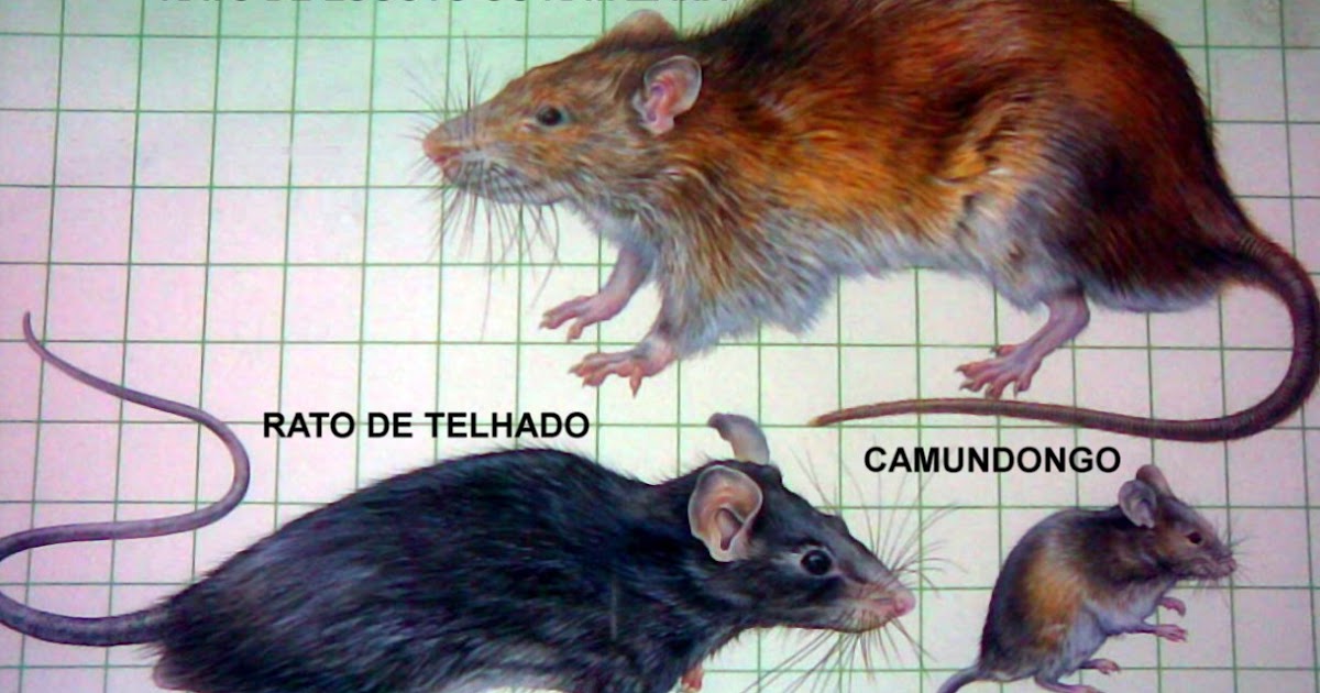 Educatoc: Diferença do rato, ratazana e camundongo
