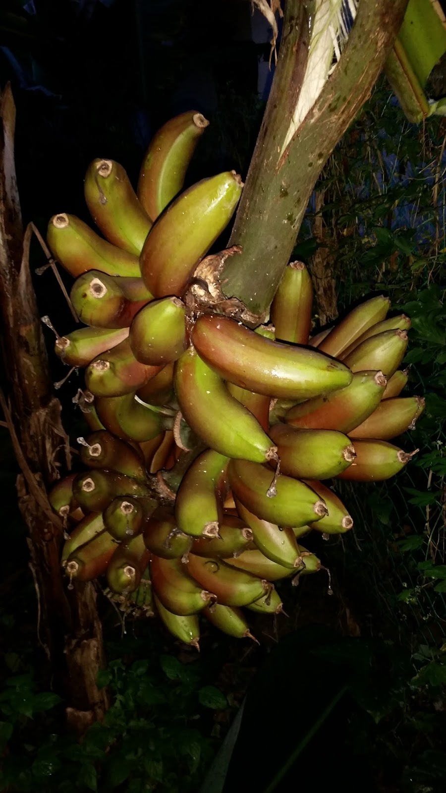 Warisan Petani: Riwayat Hidup Pisang Raja Udang
