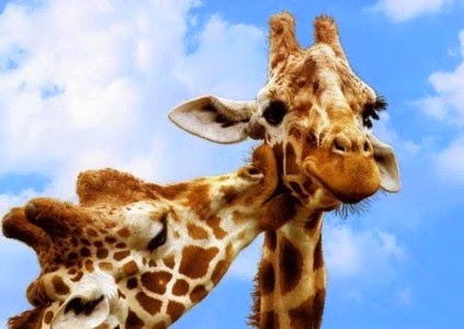 Giraffe : ยีราฟจ๋า