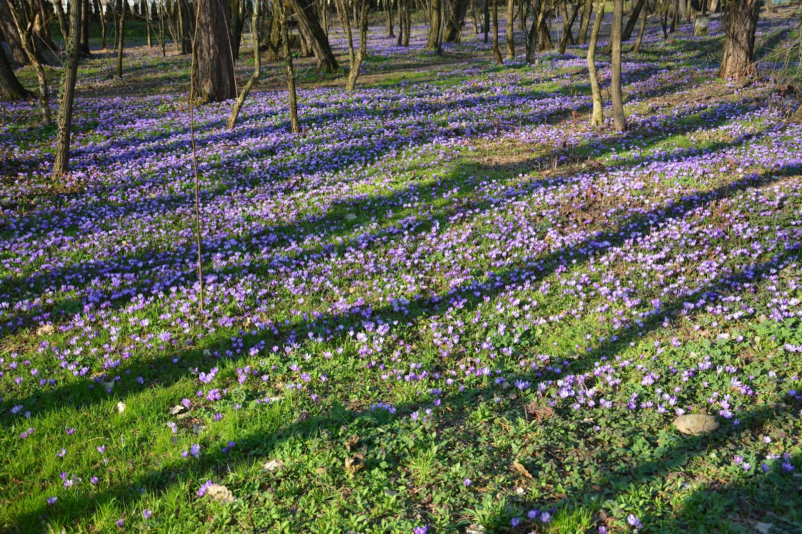TUDOR PHOTO BLOG: Flori de Primavara la Baia Mare,Spring Flowers at ...