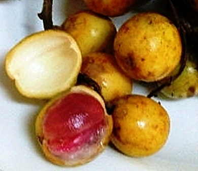 Tropical Fruits and Its Value: Baccaurea racemosa or Menteng or Asam tambun