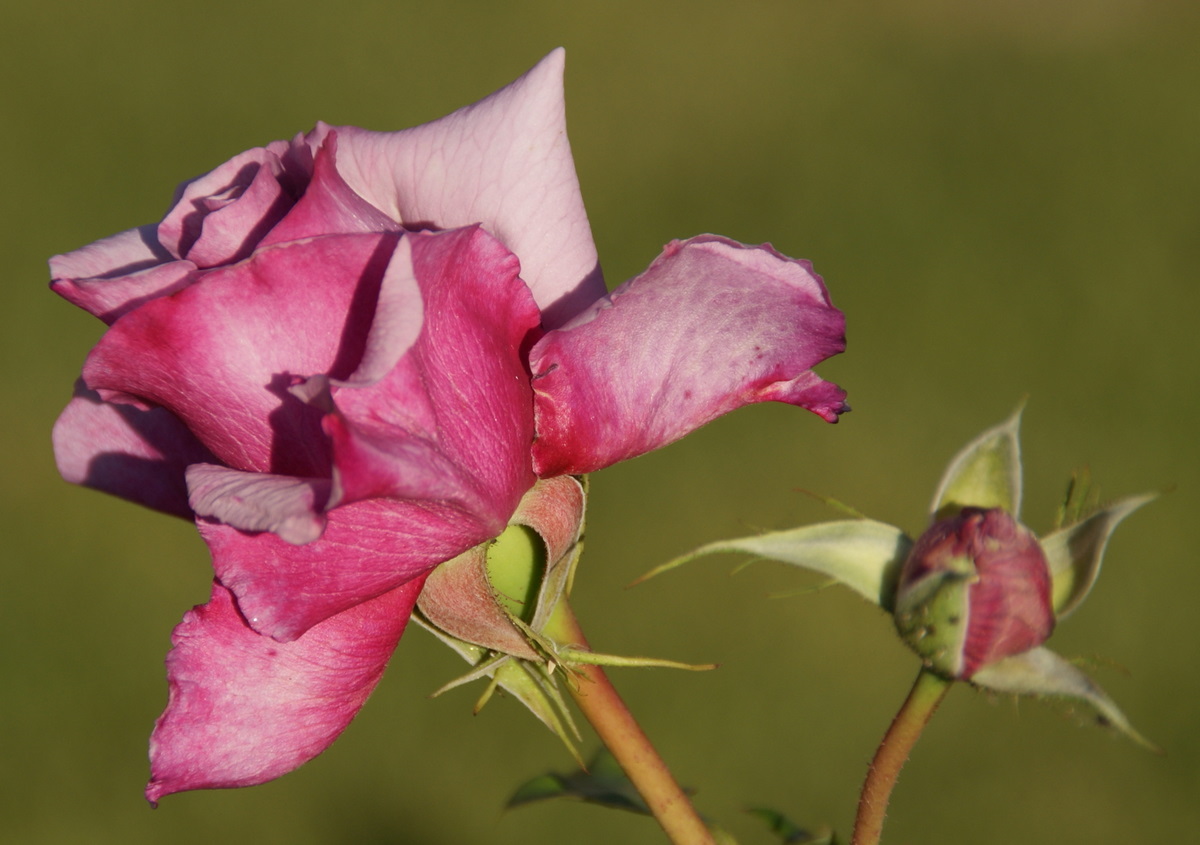 Organic Garden Dreams: Rose of the Month: 'Sweetness'