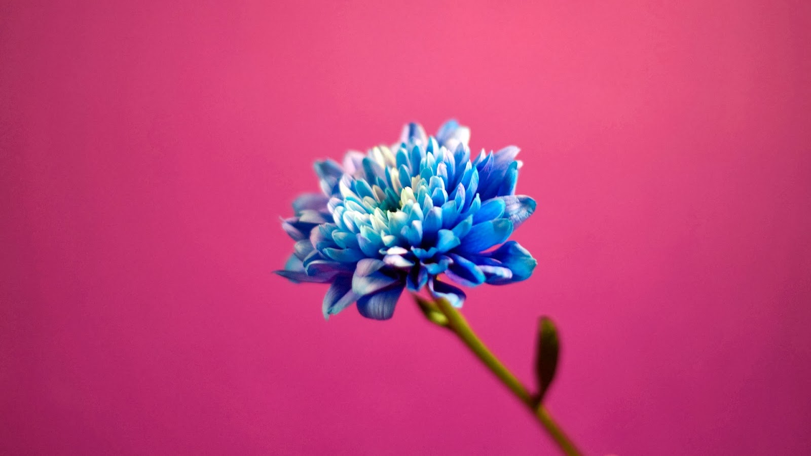 Flor Azul Fondo Rosado - Fondos de Pantalla HD - Wallpapers HD