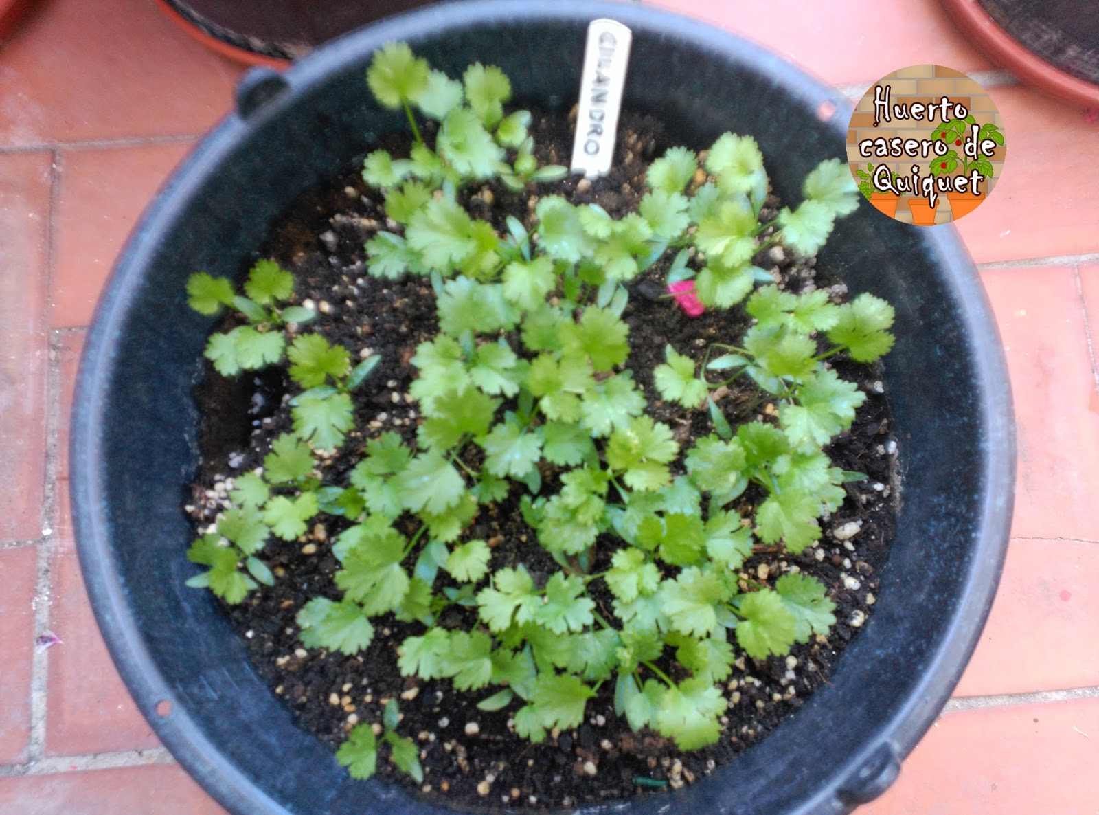 Huerto Casero de Quiquet: Sembrar cilantro en cubos en casa
