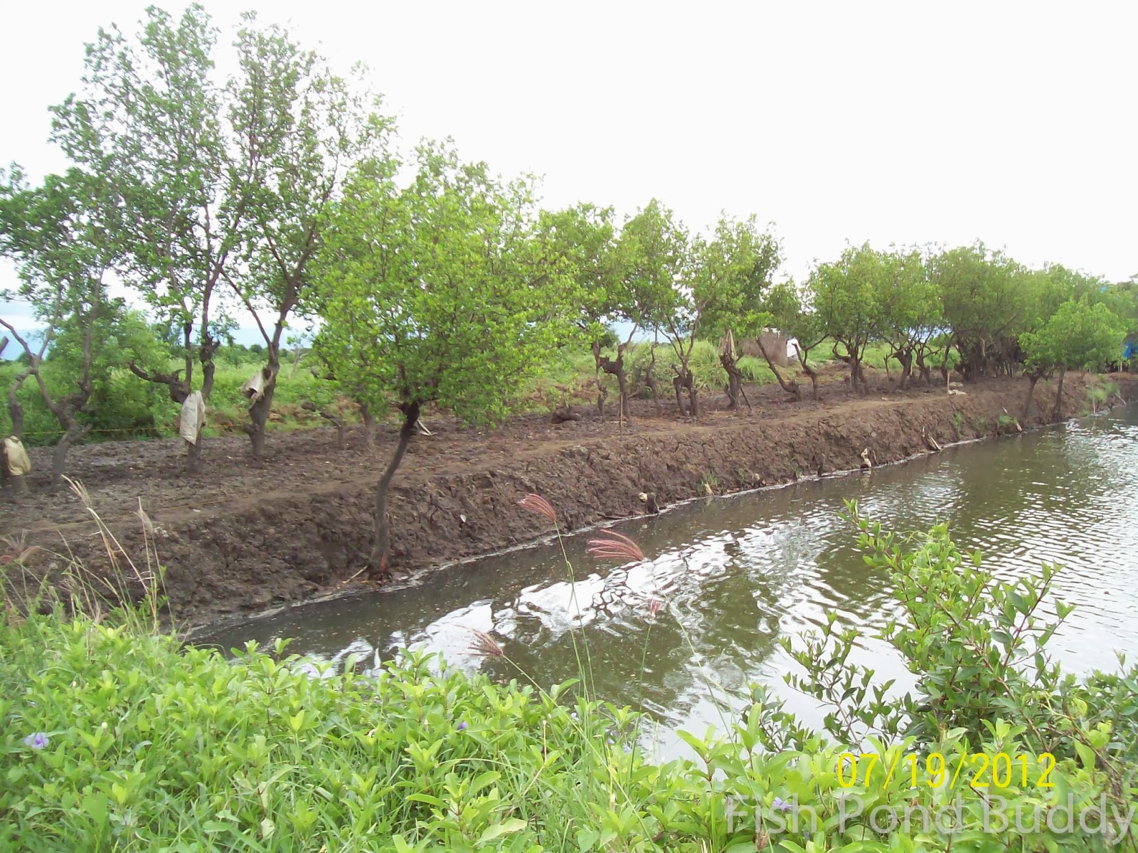 Fish Pond Buddy: Operating a Bangus (Milkfish) Farm