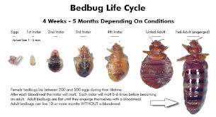 The Life Cycle of Bed Bugs | Bed Bug Life Cycle