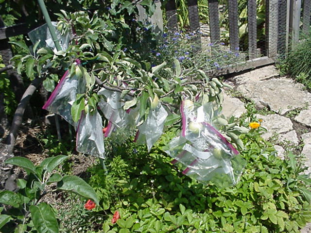 The Vegetable Garden: Apple Bagging Process