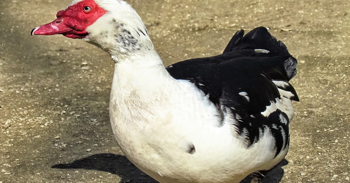 Fieggentrio: Brute liefde: Muskuseend.