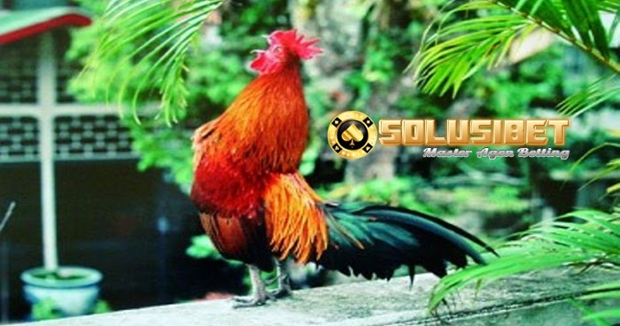 Cara Agar Ayam Bekisar Rajin Berkokok - Panduan Cara Main Sbobet