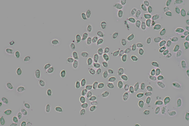 El mundo microscópico de los hongos: Clitocybe hydrogramma (Bull ex Fr)Sing
