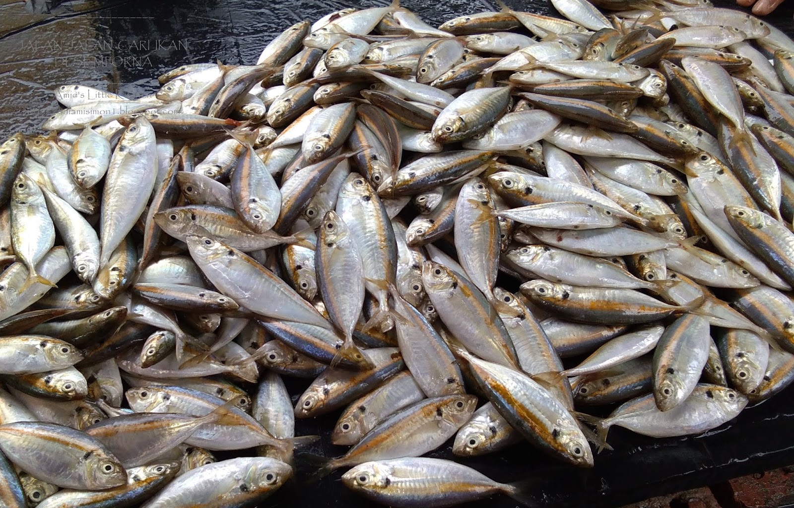 Jalan-Jalan Cari Ikan di Semporna - Amie's Little Kitchen