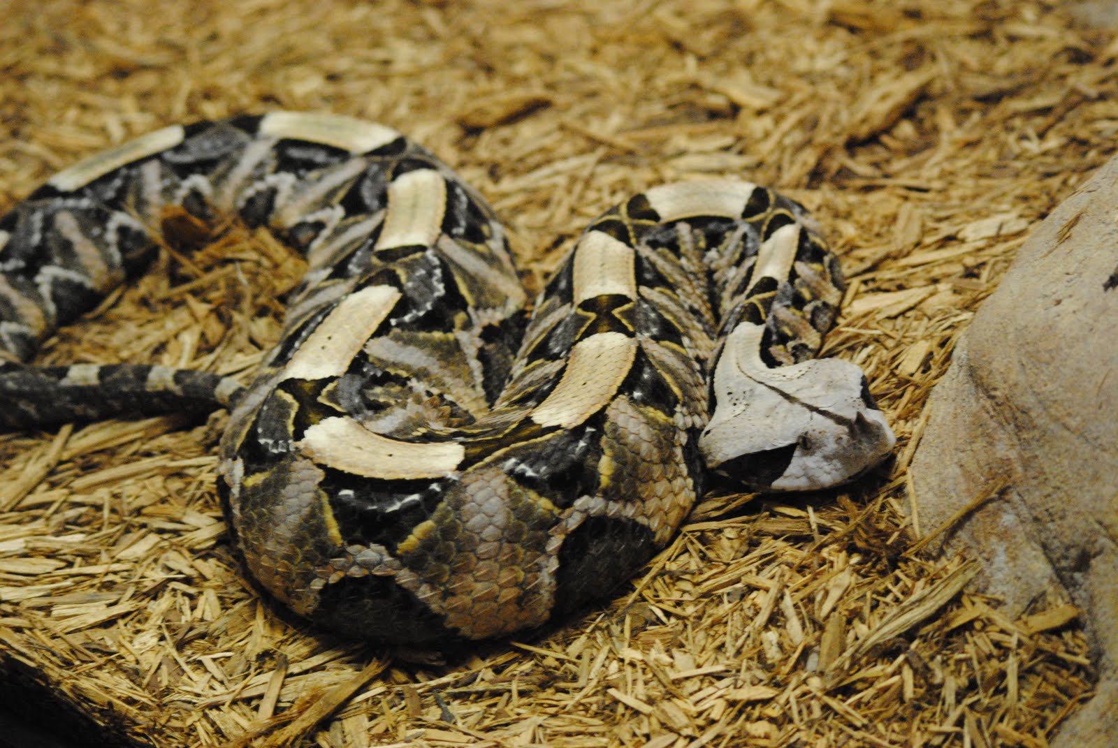 Venomous Gaboon Viper