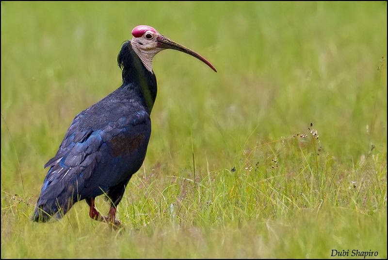Tierra de cigueñas: Ibis calvo (Geronticus calvus)