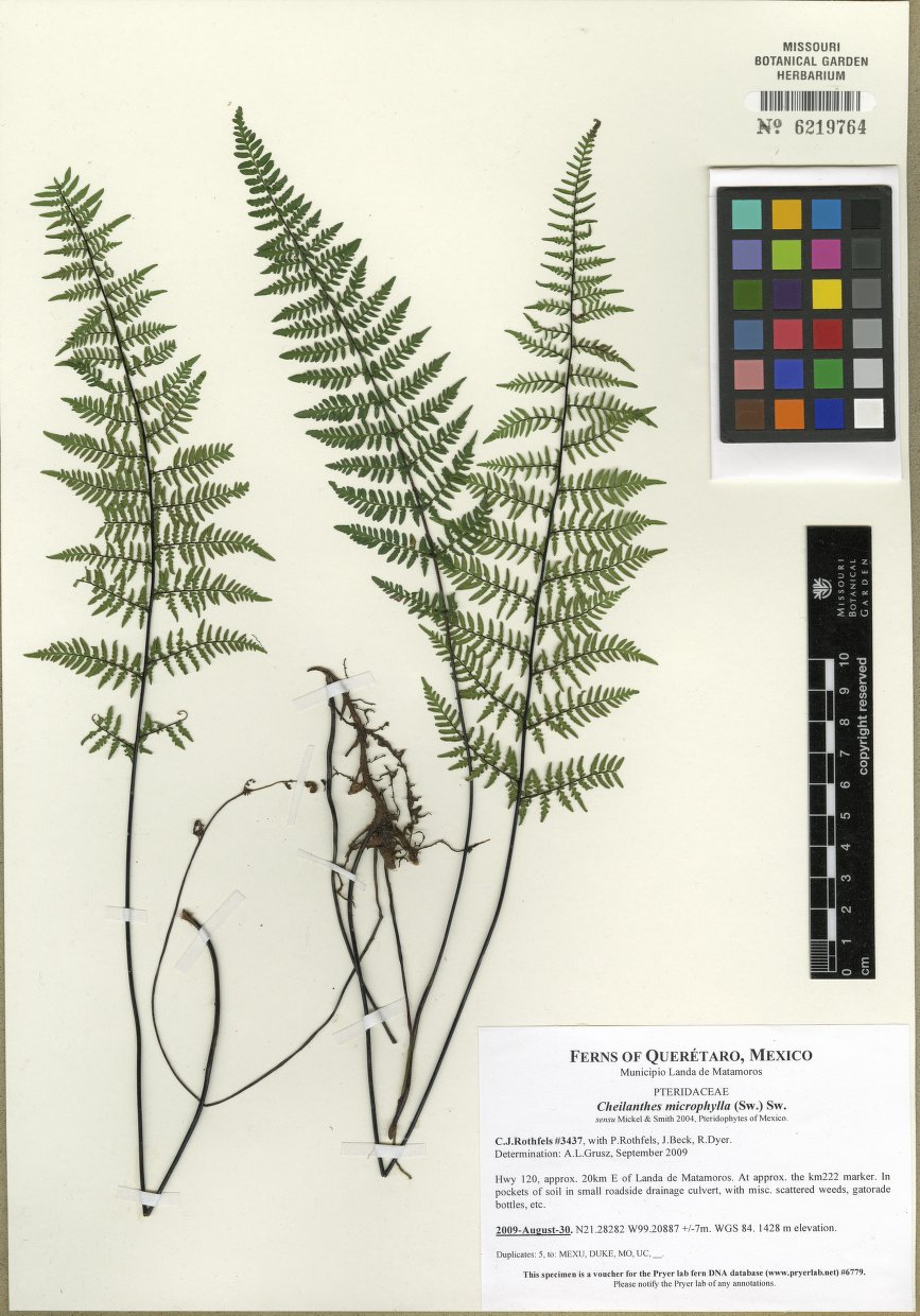 Flora de Puerto Rico Ilustrada Papo Vives: FERN PTERIDACEAE MYRIOPTERIS ...