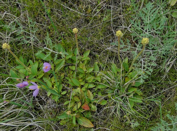 Slatsz' plant photo-biography: Micranthes nidifica, peak saxifrage ...
