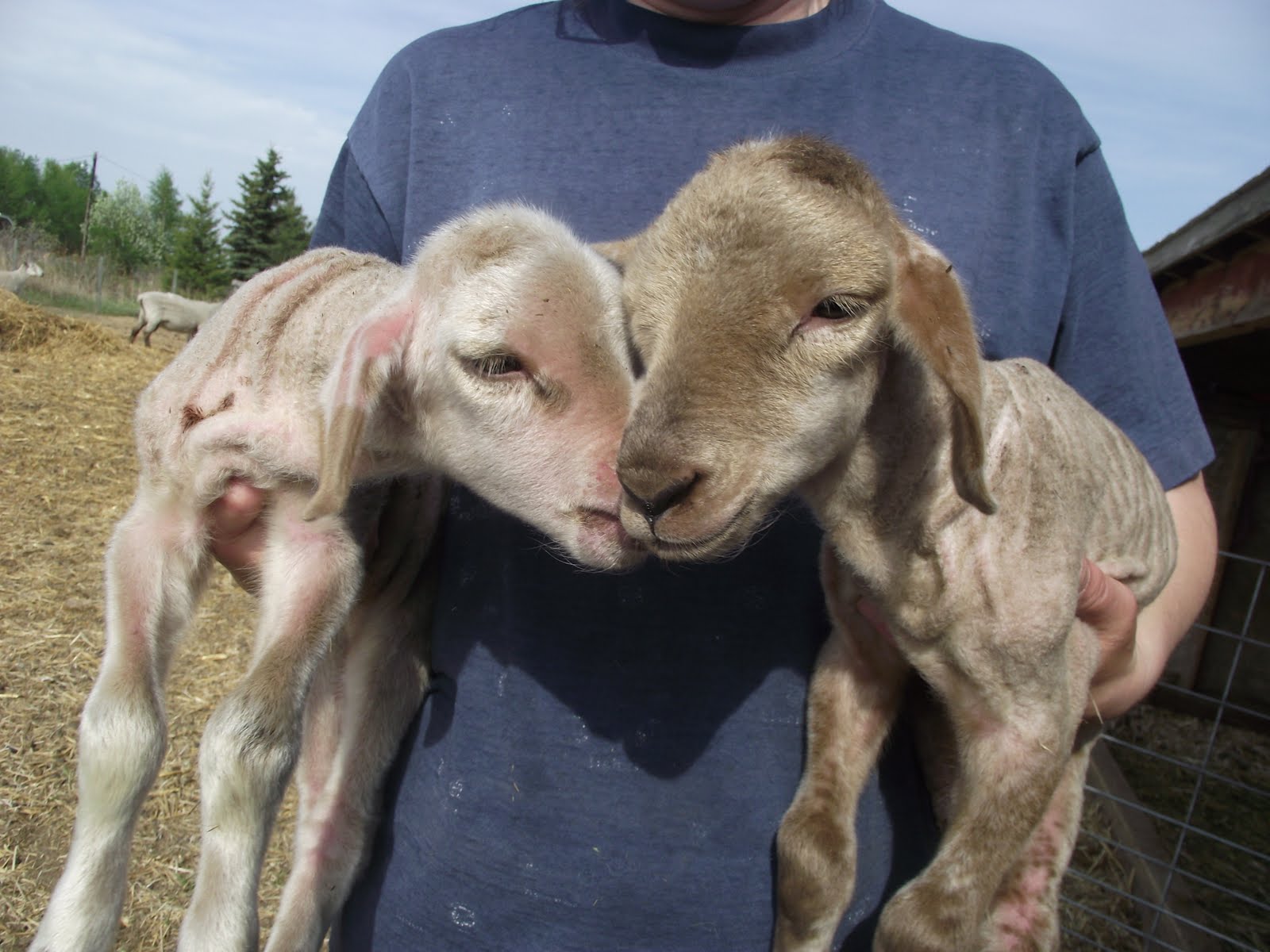 Flat Lake Goats: Hairless Lambs