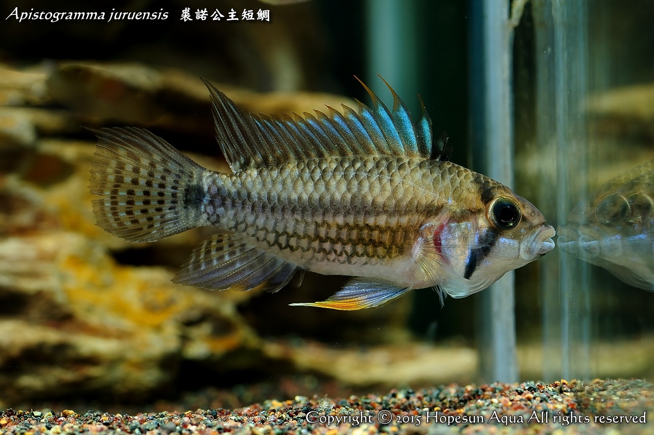 鴻順魚坊: Apistogramma juruensis 裘諾公主