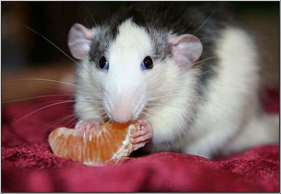 Funny Animal Eating | Amazing Creatures