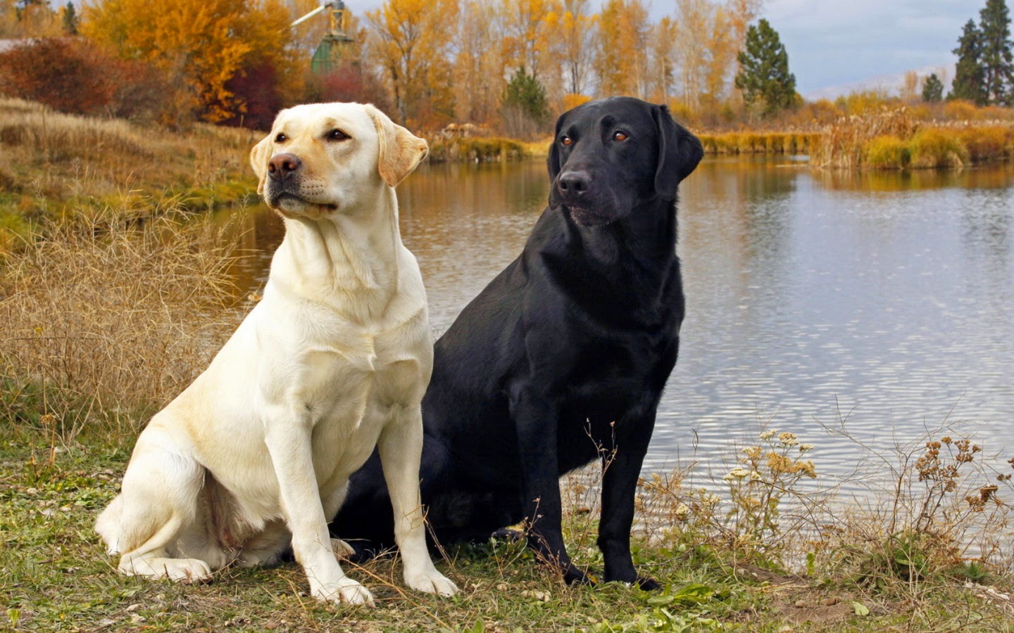 PERROS DE RAZA: LABRADOR RETRIEVER