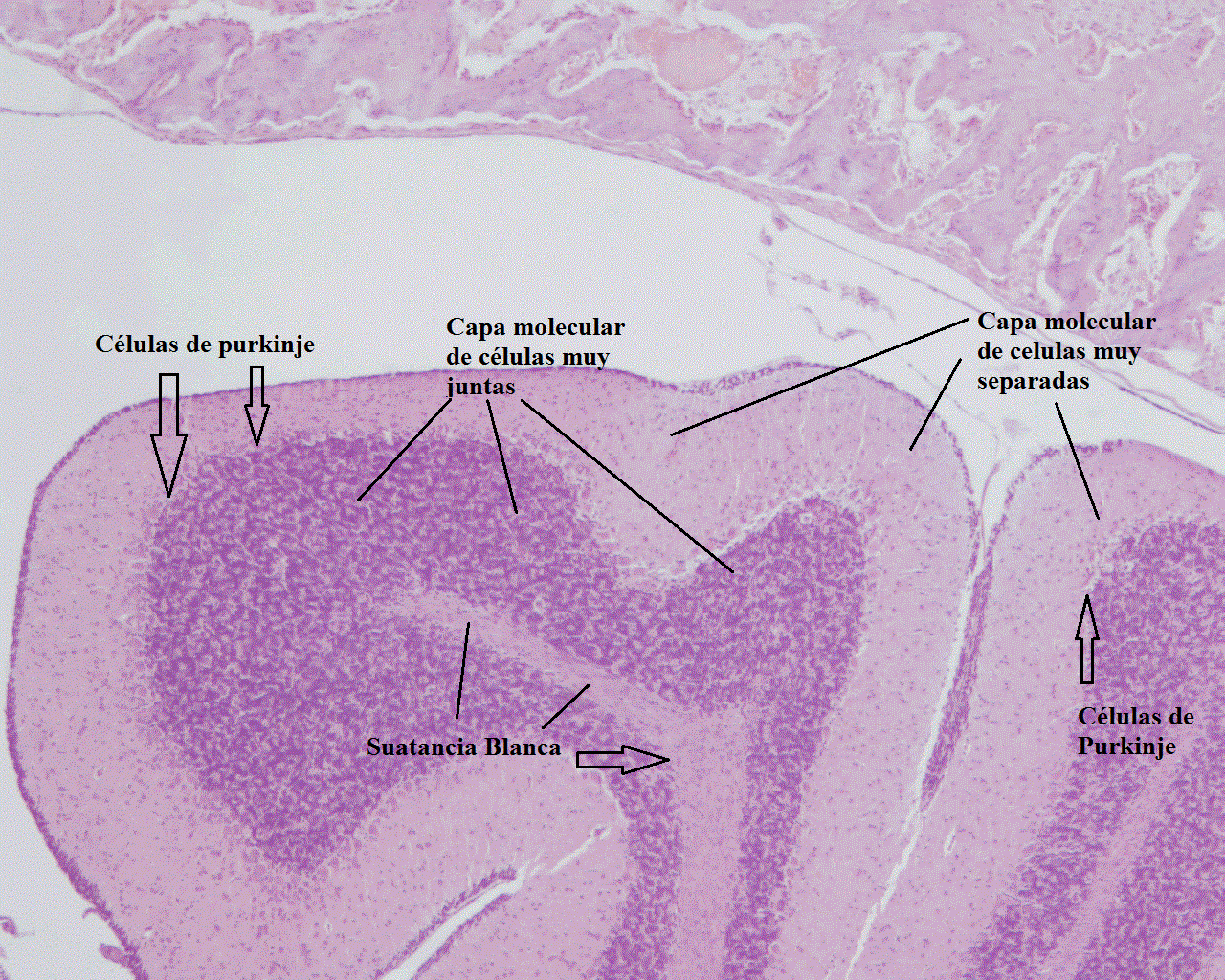 Sistema Nervioso por Daira Prado y Randolph Vargas: Tejido Nervioso