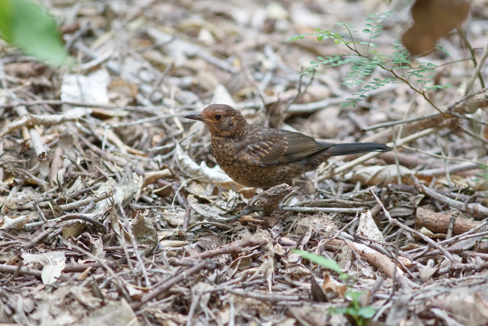 吳言以對: 【NZ】【Birding】Tiritiri Matangi Island