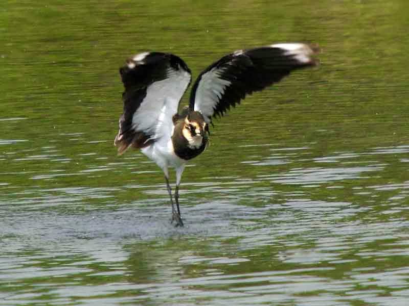 Ryukyu Life: 5 Photos of a Bird Called Vanellus vanellus