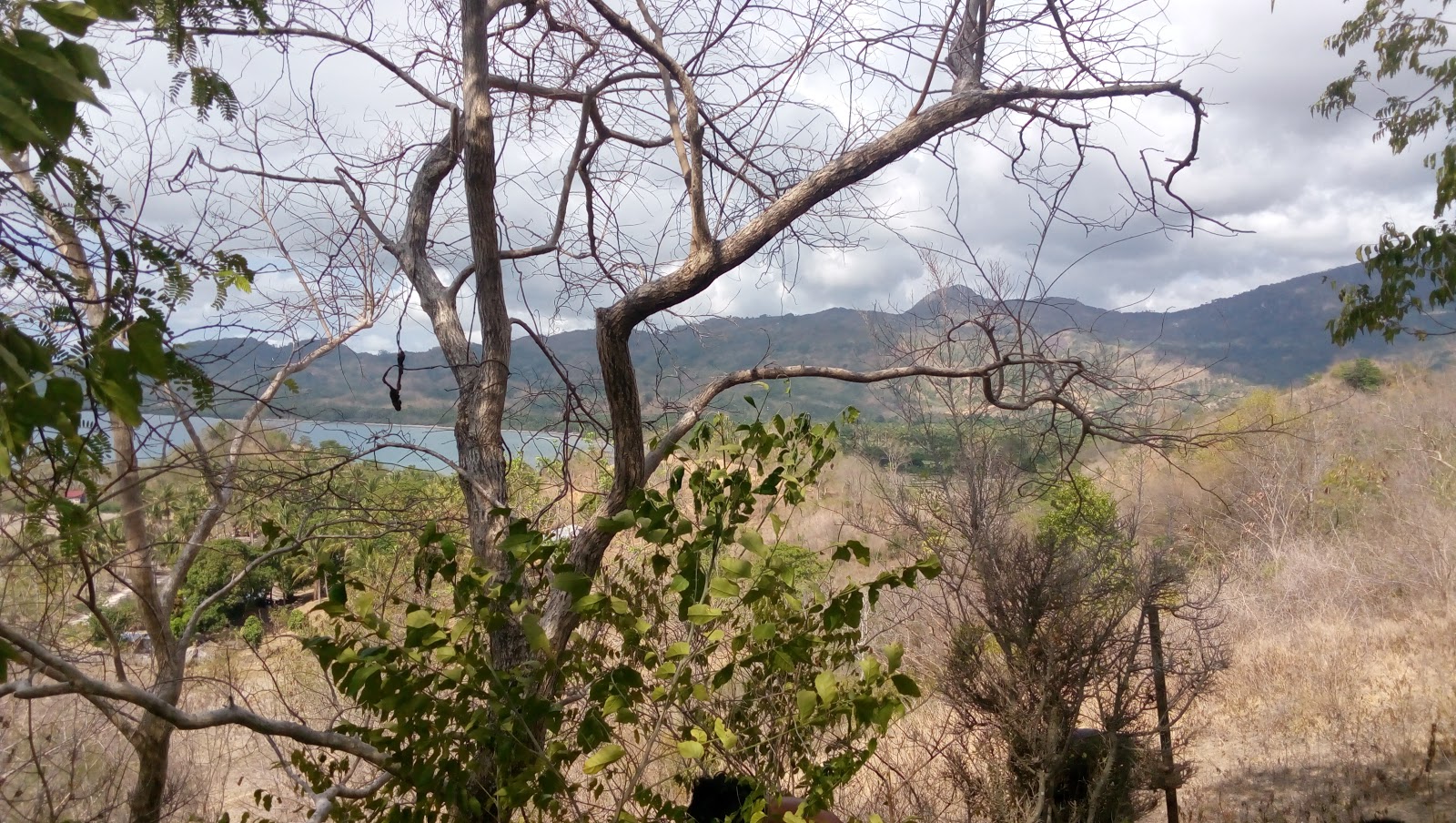 Bonsai Hunting In Oriental Mindoro Philippines - Pinoy Bonsai